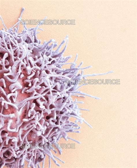 Megakaryocyte Sem Stock Image Science Source Images