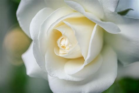 장미 하얀색 꽃 Pixabay의 무료 사진 Pixabay