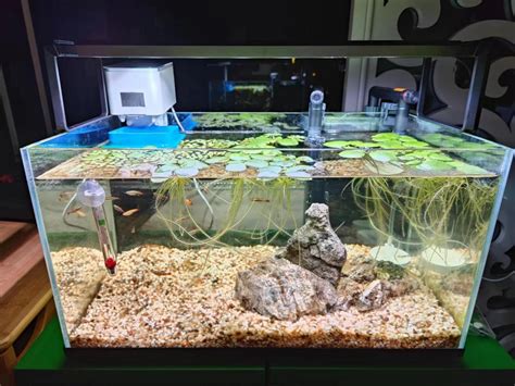 记录我的小米鱼缸，分享一个水族新手入坑的心路历程 知乎