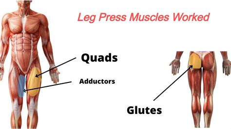 Leg Press Muscles Worked