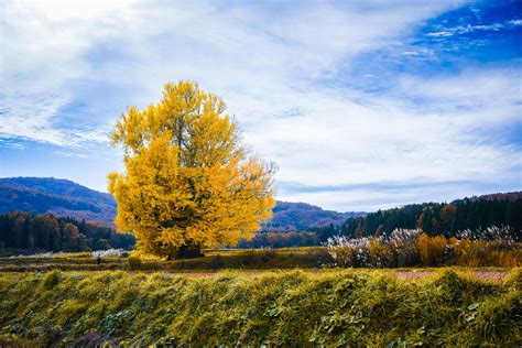 The Great Gingko Tree Of Akai Destinations Fukushima Travel