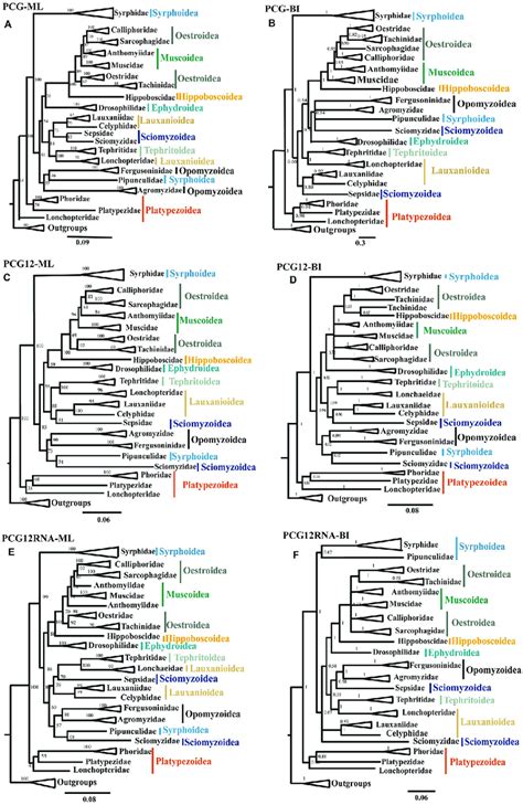Phylogenetic Trees Of Muscomorpha Inferred Using Maximum Likelihood Download Scientific Diagram