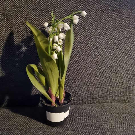 Konstgjord Blomma Mini Liljekonvalj 20 Cm Köp På Tradera 657273349