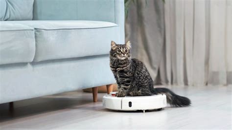 고양이 털 제거 용품 추천 10가지 청소 효과를 높여주는 꿀팁까지 비마이펫 라이프