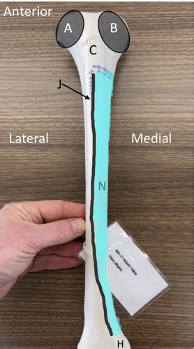 Gross Lab Practical 2 Tibia Flashcards Quizlet