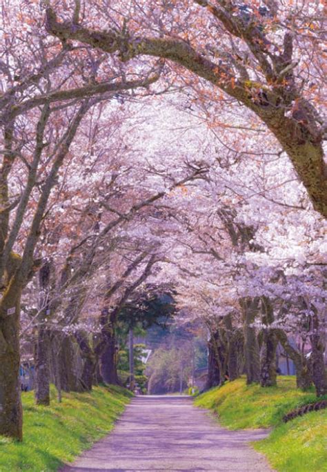 Gujo Booking Experience And Accommodation Reservation Site Gujo Noasobu