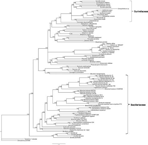 Bayesian Inference Phylogeny Inferred From An Alignment Of Rbc L