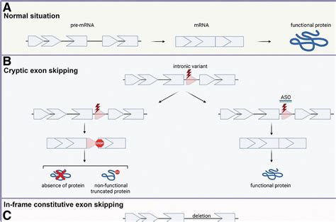 Consensus Guidelines For The Design And In Vitro Preclinical Efficacy Testing N1 Exon Skipping Asos