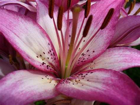 Pink Lily Wallpaper X