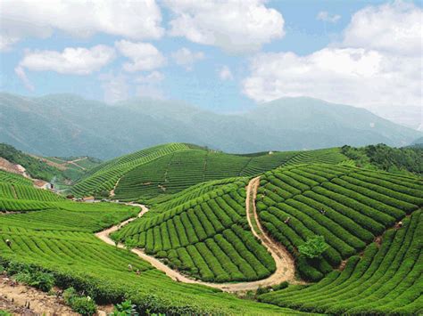 径山茶图册 360百科
