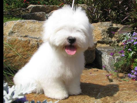 Black Coton De Tulear Puppies At Sam Cawthorn Blog