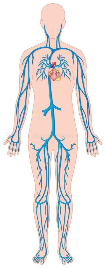 Кровеносные сосуды в человеческих ногах Иллюстрация вектора иллюстрации насчитывающей 74438359