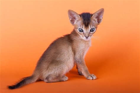 Tiniest Cat Breeds Floppycats™