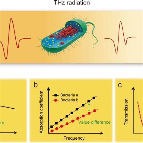 Schematic Representation Of Bacterial Detection By Thz Spectroscopy A Download Scientific