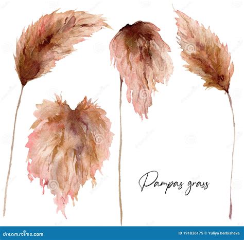 Pampas Grass Silhouette Cartoon Vector 1688121