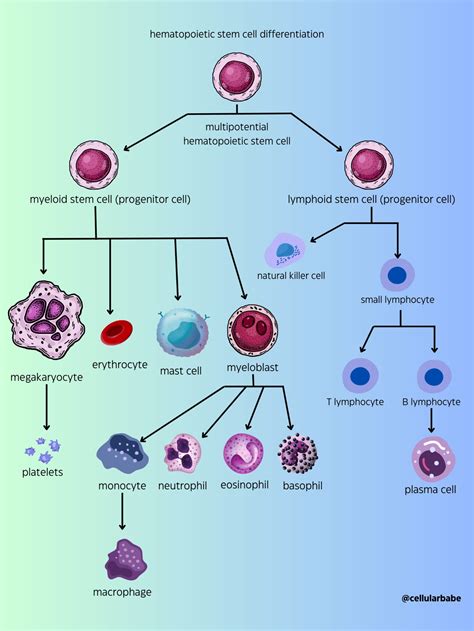 Hematology Rbc Study Guide Cheat Sheet Heme Mltmlsmtrn
