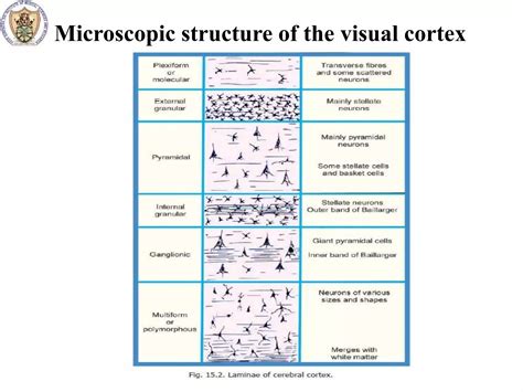 Anatomy Of Lateral Geniculate Body And Visual Cortex Pptx