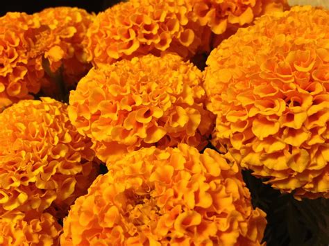 Day Of The Dead Marigold Flowers