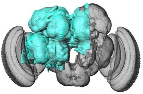 5 Project Brief — Neural Circuits