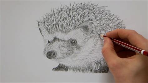 How To Draw Realistic Hedgehog