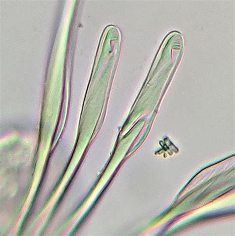 Lumbrineris Pinaster · Inaturalist