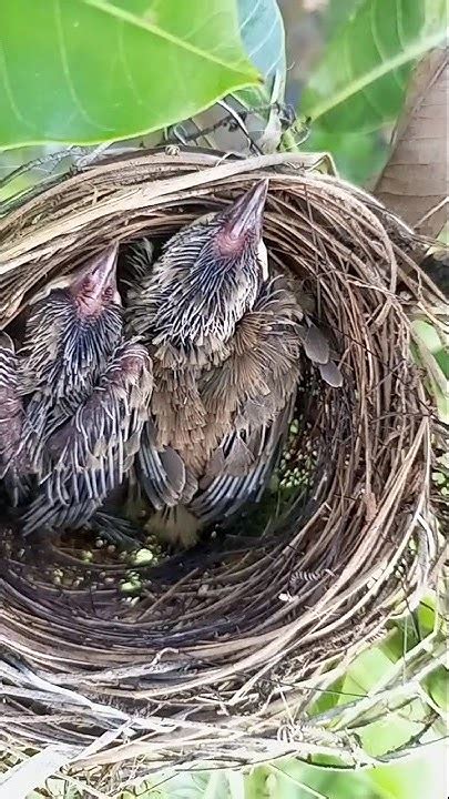 Mulai Tumbuh Bulu Youtube