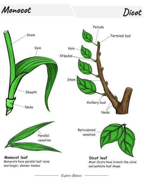 Premium Vector Monocot And Dicot Leaf Stem