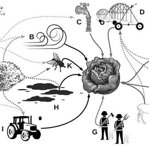 Example Routes Of Pathogenic Contamination In The Farm Environment
