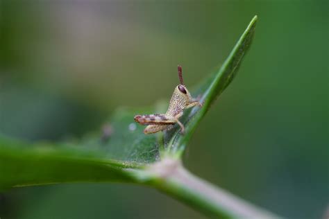 Grasshopper Insect Fauna Free Photo On Pixabay Pixabay