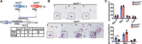 Asxl1 Mutated Cells Intrinsically Induce Leukemogenesis And Are Download Scientific Diagram