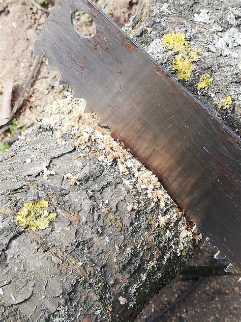 Tree Saw Free Photo On Pixabay Pixabay Tree Saw Free Photo On Pixabay Pixabay