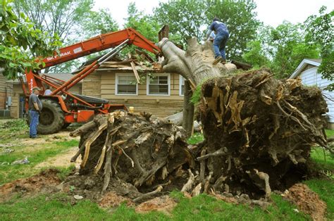 How Much Does Tree Removal Cost What Homeowners Need To Know