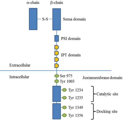 Figure 1 From Generation And Characterization Of Multi Specific