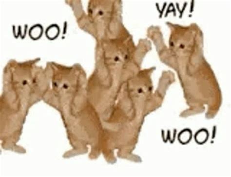 Funny  Cheerleader Kittens Reaction Memes Funny Silly Cat