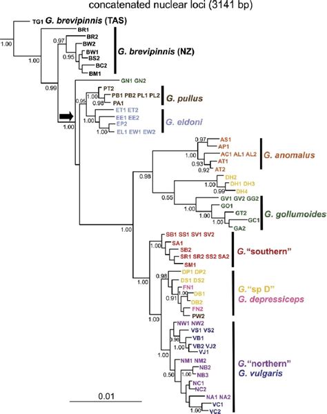 Combined Nuclear Dna Phylogeny Based On Partitioned Bayesian Analysis