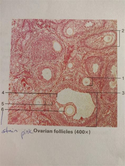 Ovarian Follicles Diagram Quizlet