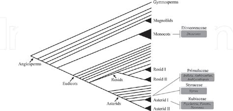 Figure 1 From Provisional Chapter Bacterial Leaf Nodule Symbiosis In