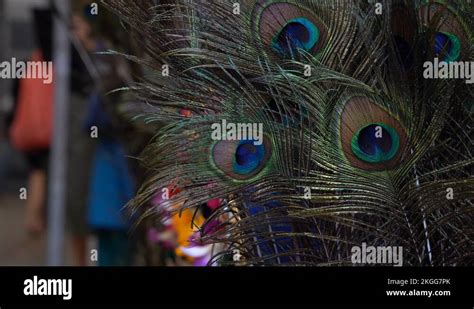 Decorative Peacock Feather Stock Videos And Footage Hd And 4k Video Clips Alamy