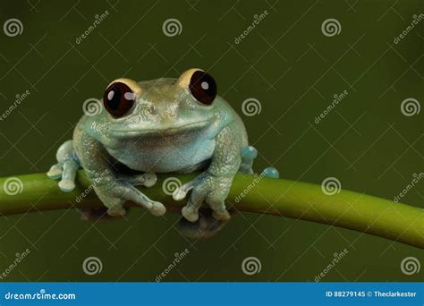Ruby Eyed Tree Frog Stock Image Image Of Nature Life 88279145