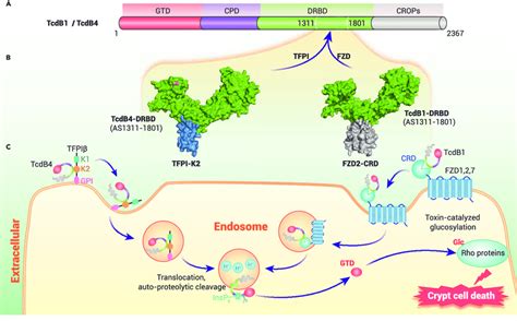 Receptor Binding And Action Of C Difficile Tcdb1 And Tcdb4 A Cartoon