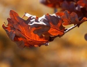Page 2 150 Royalty Free Oak Trees Images Peakpx