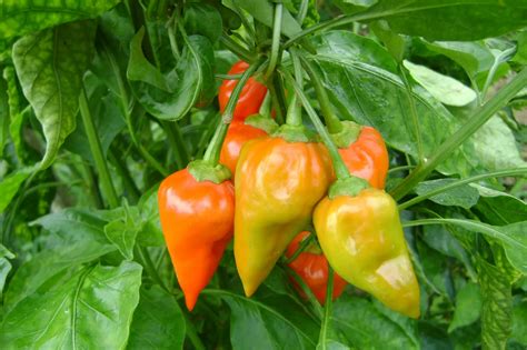 Agrosavia Tropical Variedad De Ají Dulce Tipo Topito
