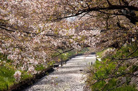 日本千叶县船桥市的樱花和花筏