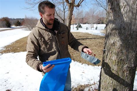 How To Draw Sap From A Tree Harper Splight