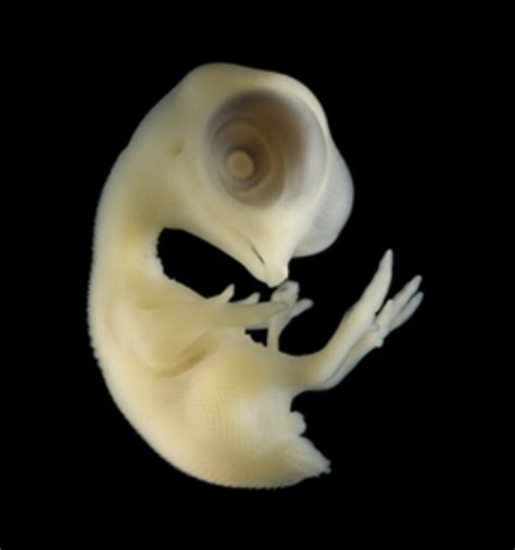 Chick Embryo Development Quiz Quiz