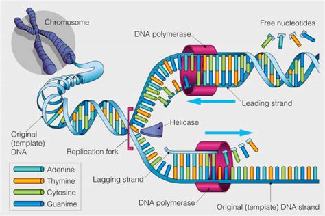 Dna Replication Steps For Dummies