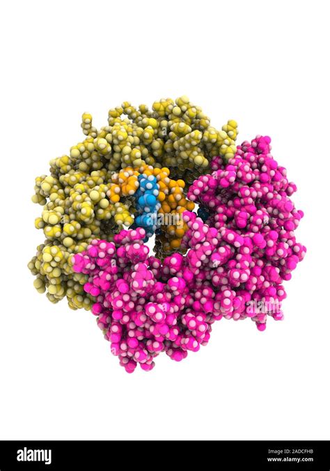 Dna Bound To Dna Clamp Molecular Model Of The Beta Clamp Polymerase Processivity Factor Yellow