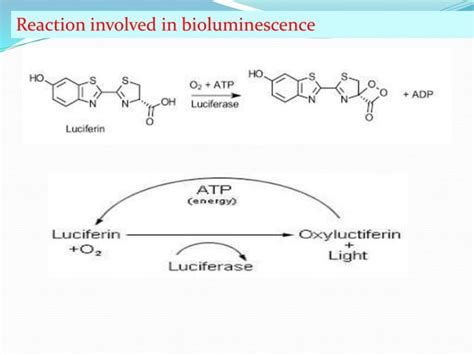 Molecular Biology Of Bioluminescence Myppt Ppt
