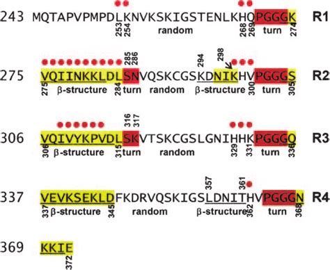 Summary Of Results The Sequence Of The Four Repeats Of K18 Plus The Download Scientific