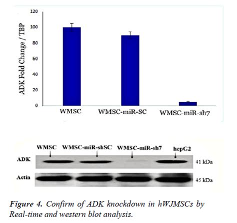 Epileptic Seizure Suppression By Xenograft Of Engineered Human Wharton
